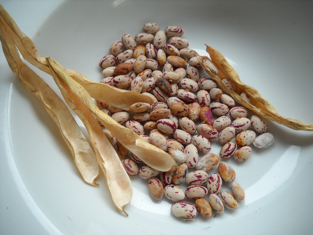Eggplant To Go: CRANBERRY BEAN AND HAM SALAD