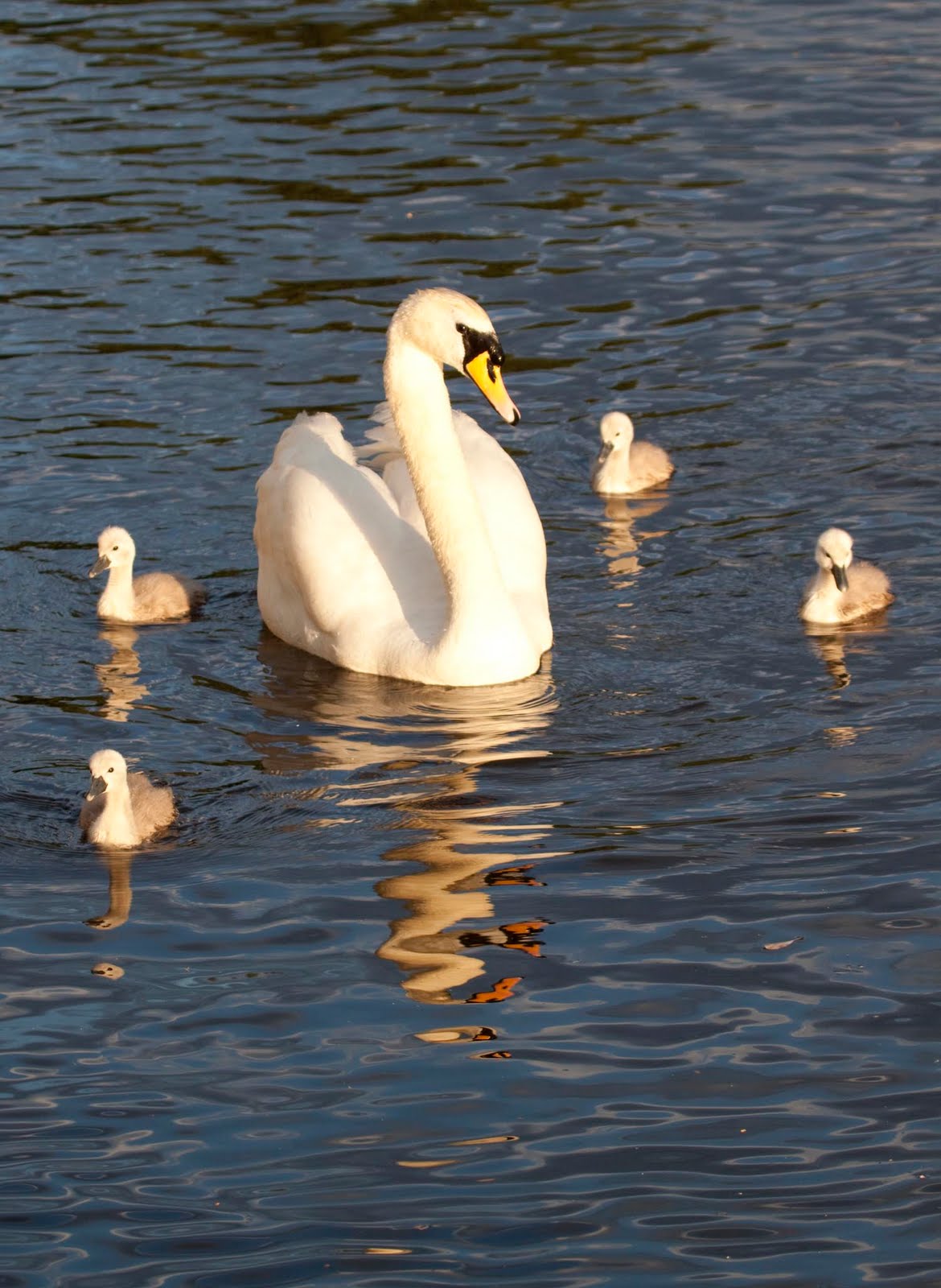 Thames Nature Notes: Cygnets, mandarin babies and grebes