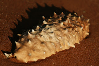 Frantic Naturalist: !Nara Fruit