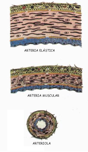 Sistemas Biológicos: Vasos sanguíneos
