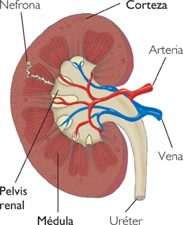 Sistemas Biológicos: Esquema general del aparato urinario.