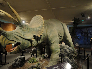 experiencia en san antonio tx: MUSEO WITTE ( SAN ANTONIO TEXAS )