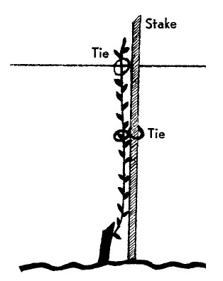 Magpie Wines: VINEYARD PRUNING & TRELLIS SYSTEMS
