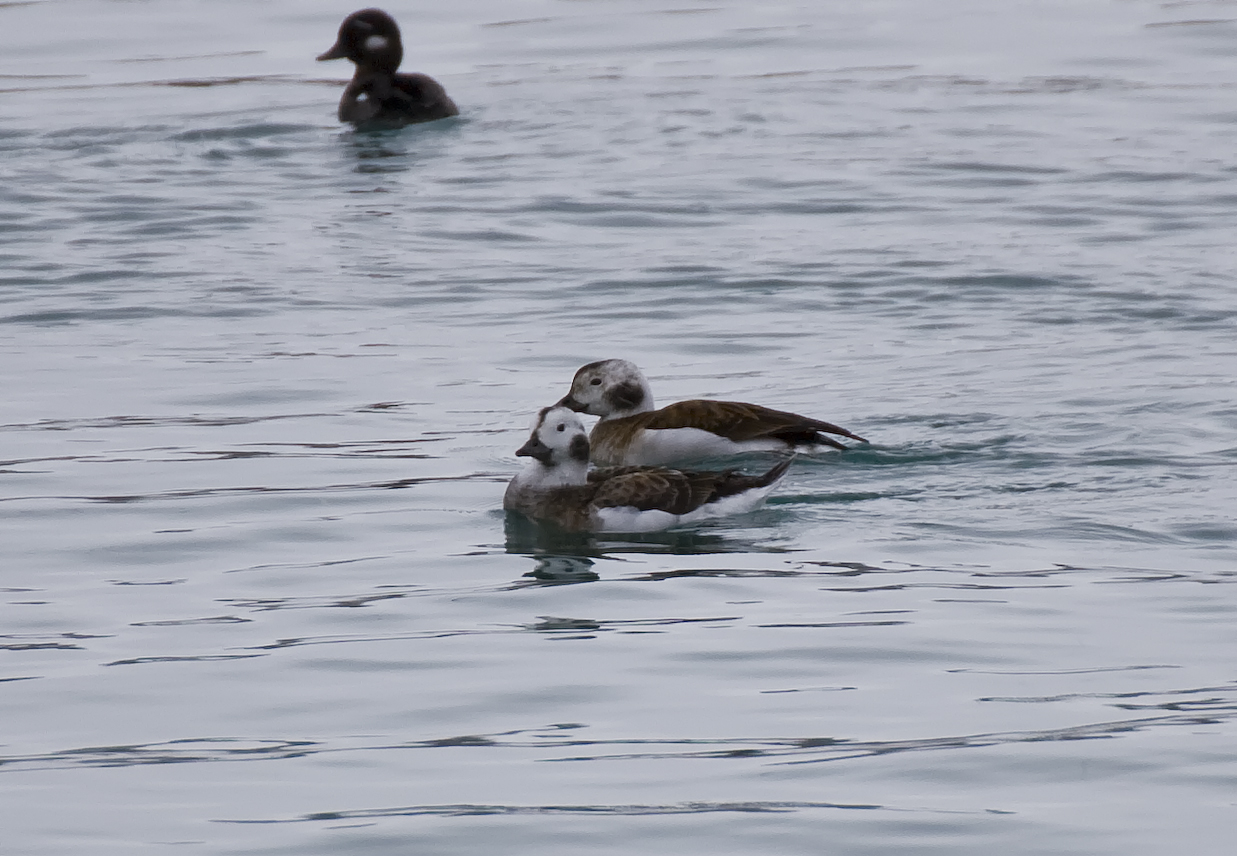 Poronto's Birding Macomb Twp and Beyond: St. Clair River Ducks....