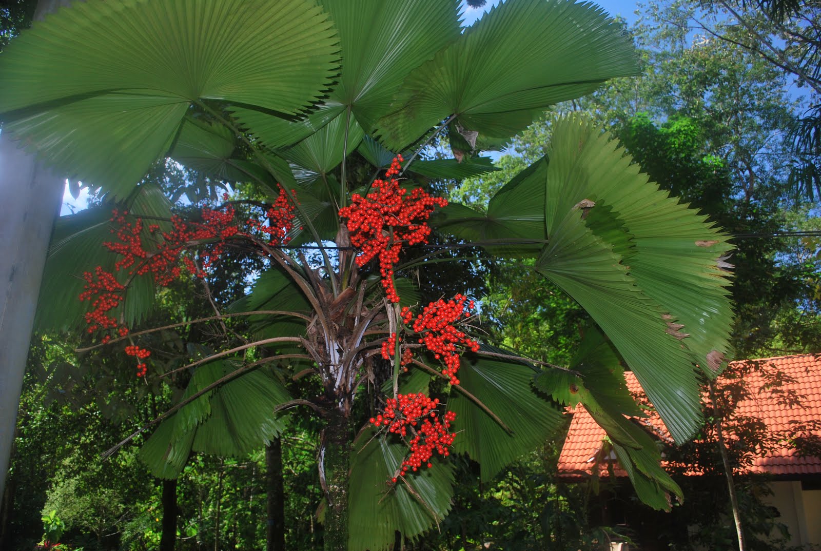 Terengganu's Touristic Appeal: Sekayu Recreational Forest, Terengganu