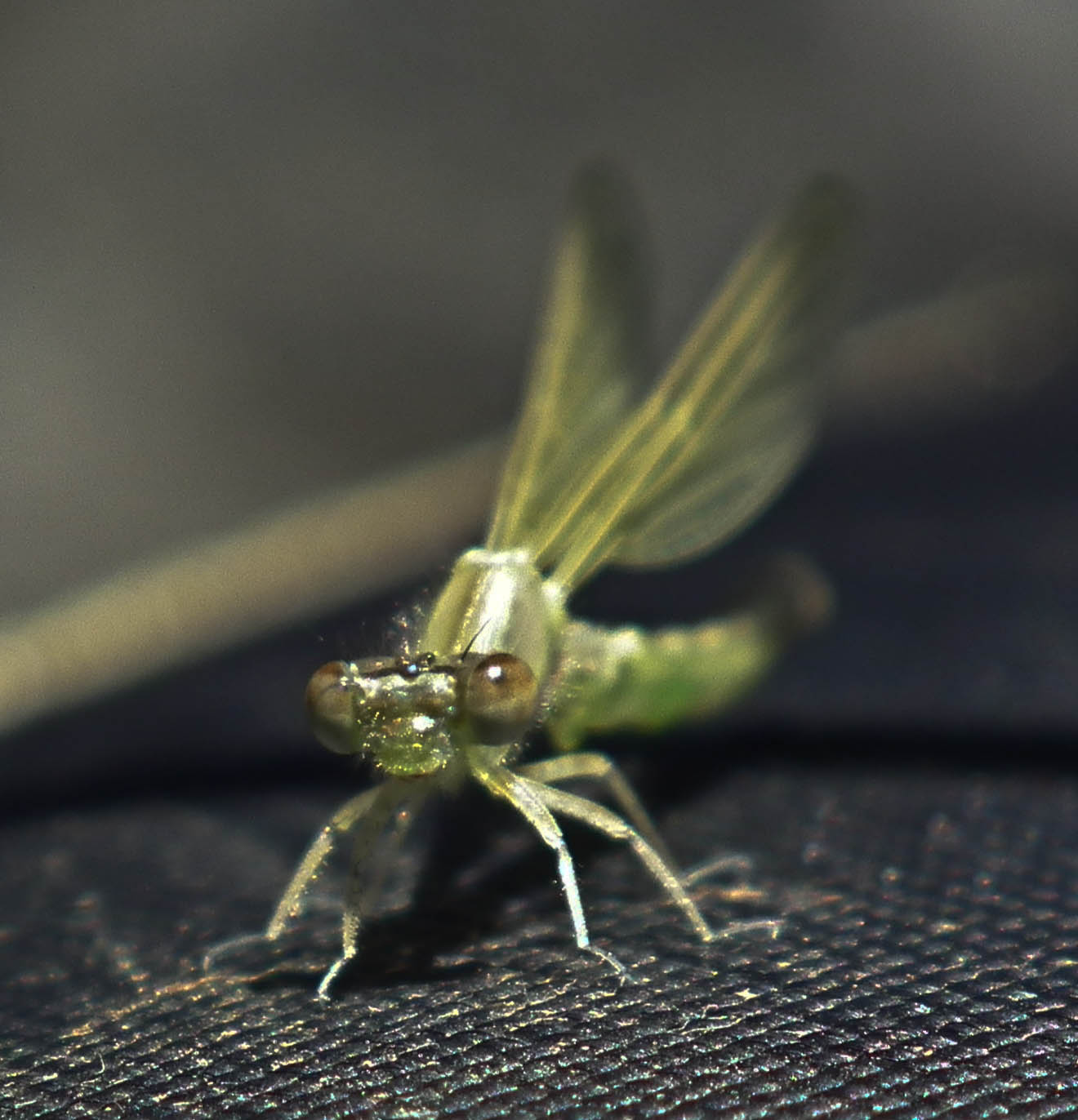 The African Fly Angler: Damsel Flies