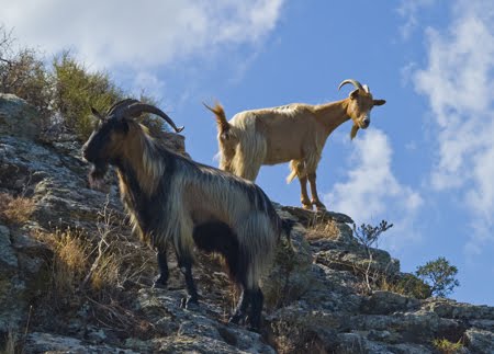 Kodiak Haakansons: Goodbye, Nice. Hello Bastia, Corse