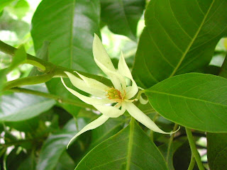 Tea Obsession: Yu Lan Hua - Magnolia flower