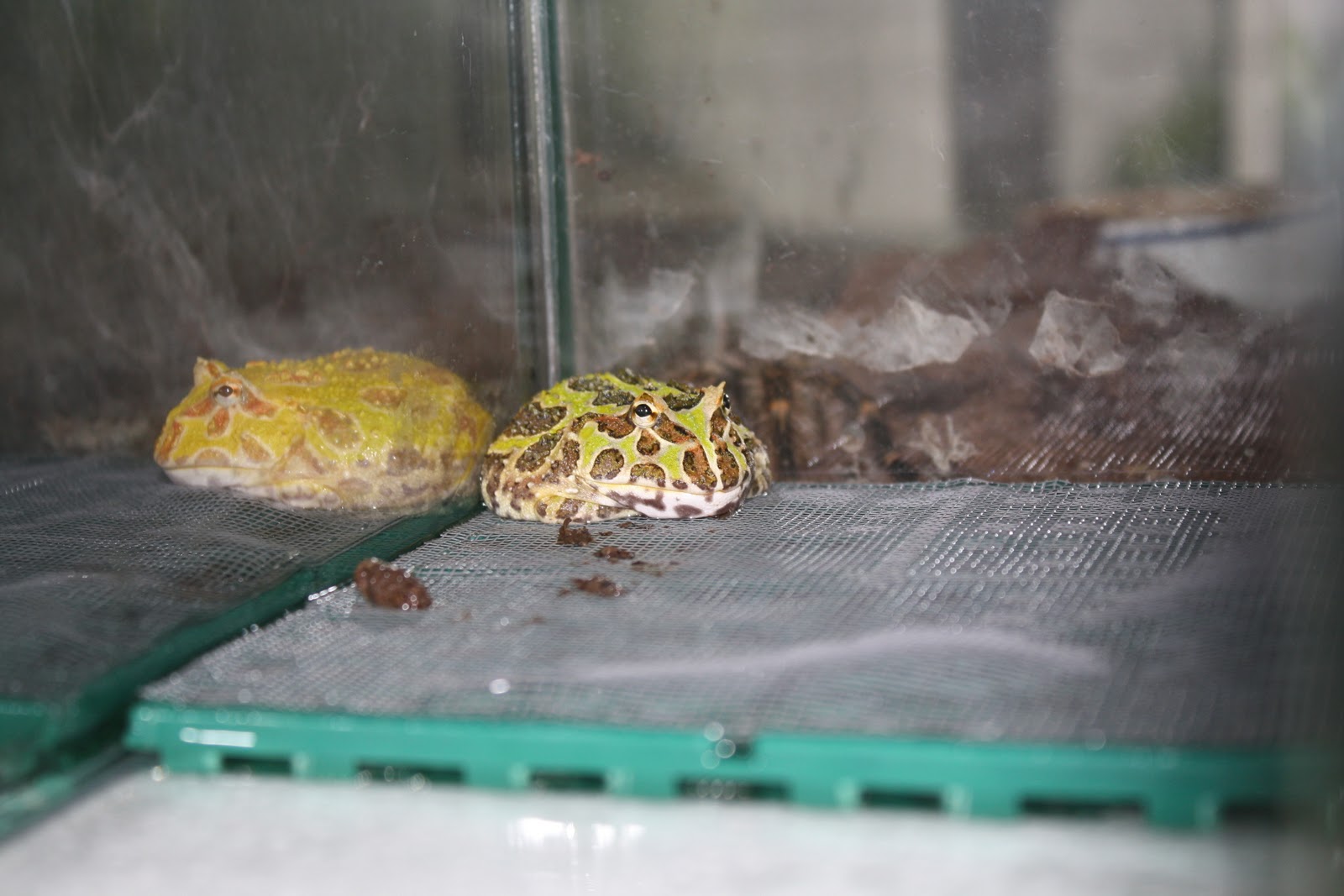 Pacman Frogs | Pet Care Sheet