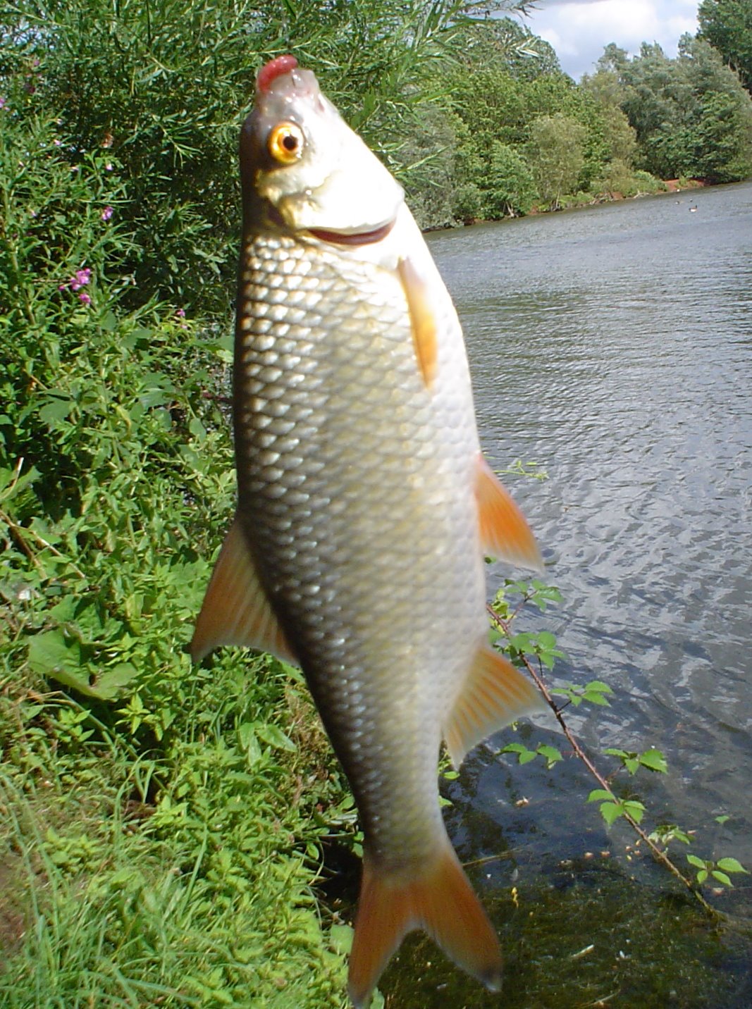 Warwickshire Avon.: Three Ryton Roach to One Ryton Rudd