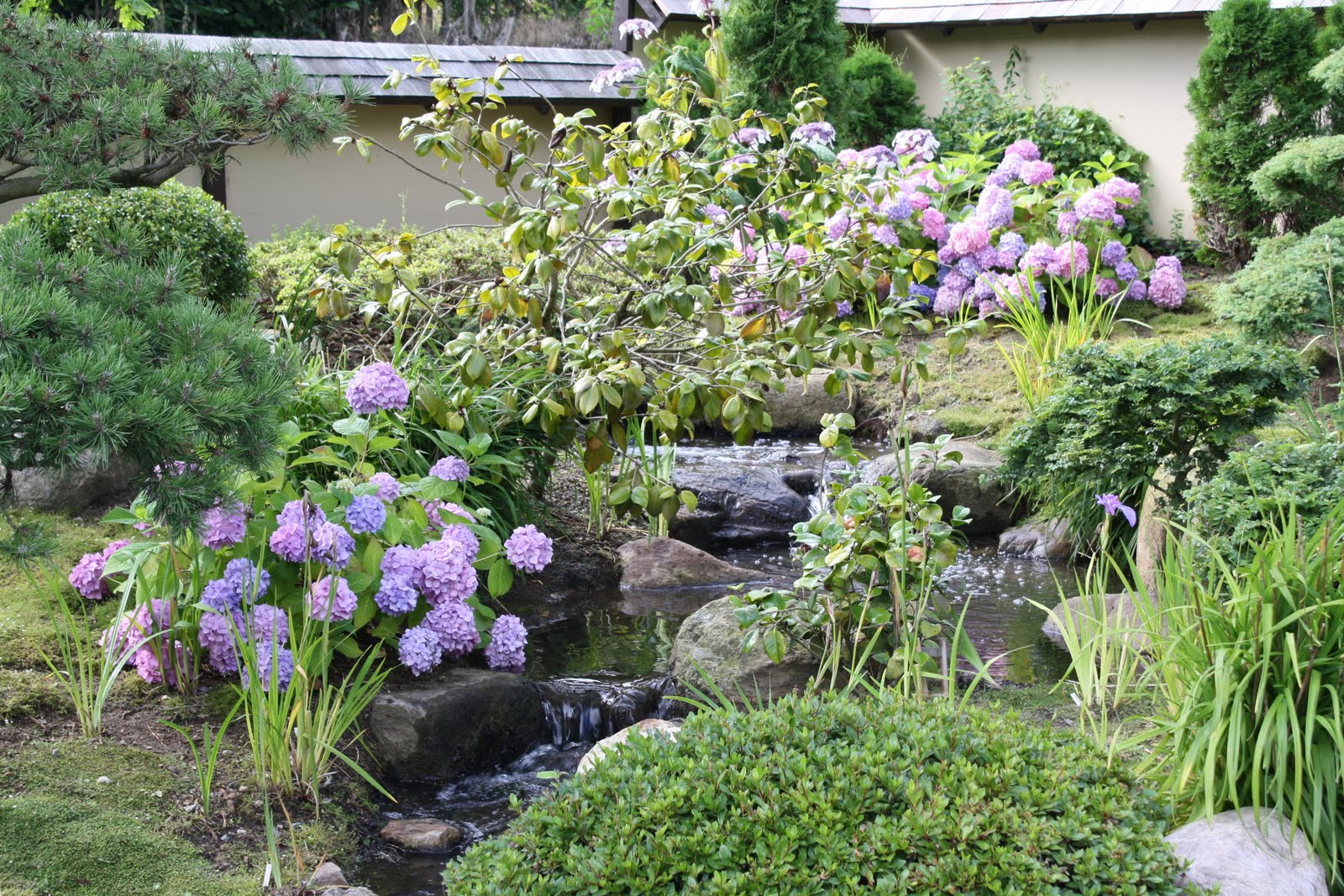 wenches hage og hobby: Japansk hage.