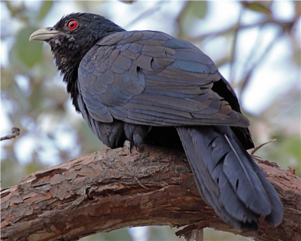 Natural Beauty Of Bangladesh: Birds