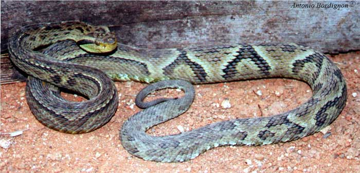 Conheça a Caatinga: Jararaca - Bothrops jararaca