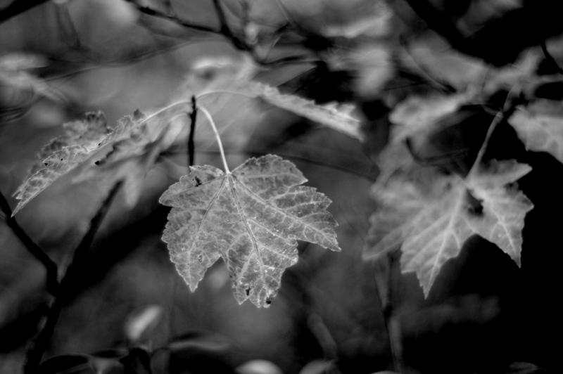forever88: black & white wednesday {autumn leaves}