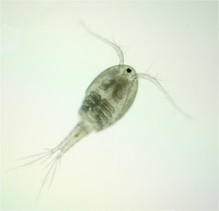 microcosmicgod: Male Adult Copepod (Cyclops)