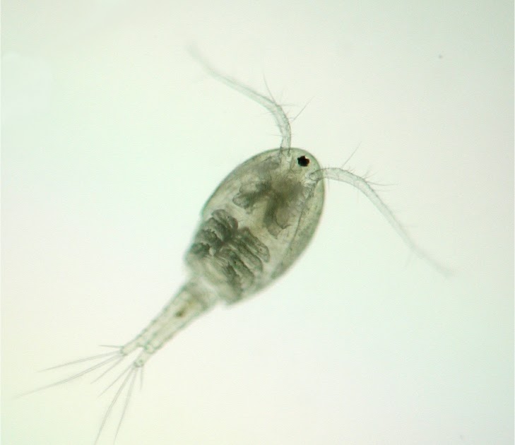 microcosmicgod: Male Adult Copepod (Cyclops)