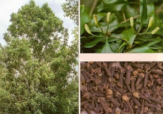 Arcano Dezenove : O CRAVO-DA-ÍNDIA