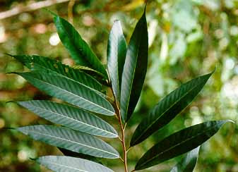 Sarawakiana: Ensurai or Wong Su Lai