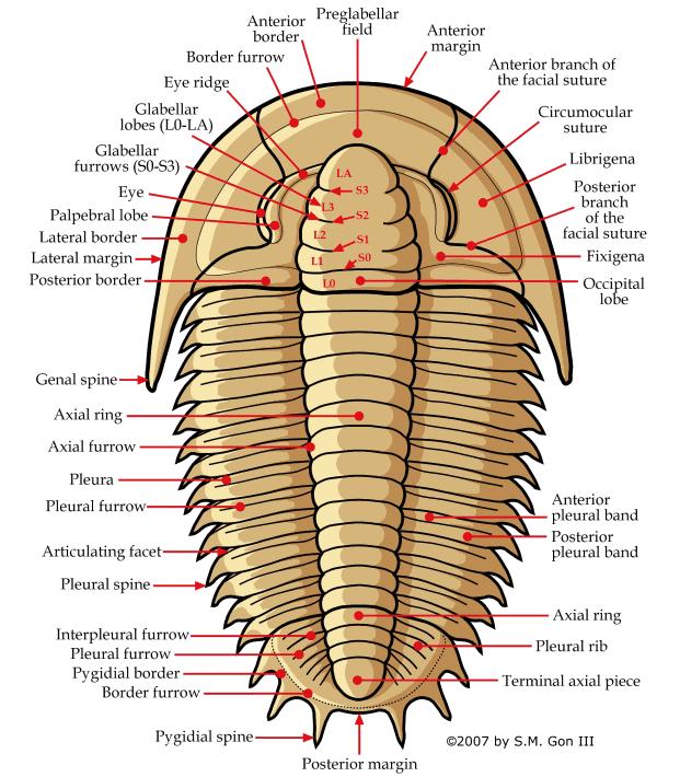 This 440 million-year-old trilobite appears to have died whilst in the ...