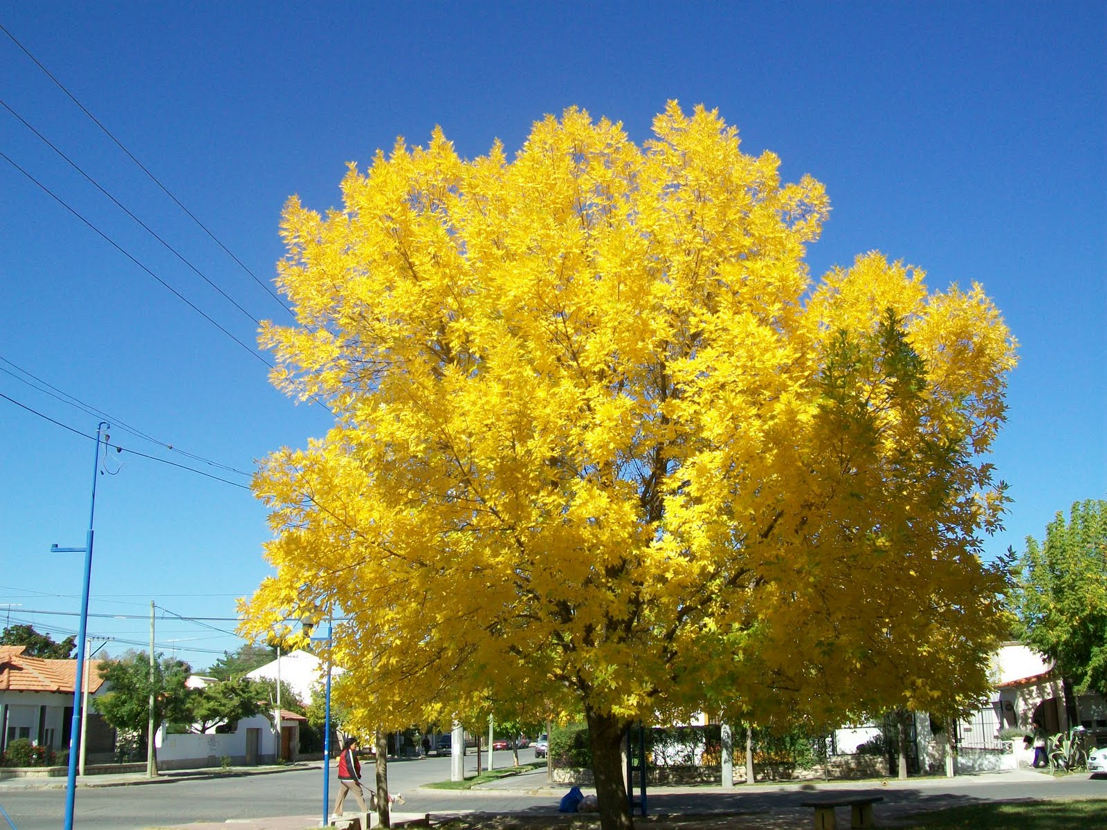 PASEO CANALITO: EL OTOÑO NOS REGALA SUS COLORES