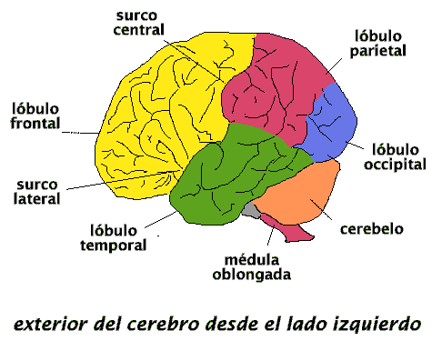 ECOLOGIA: *♥MORFOLOGÍA CEREBRAL HUMANA♥*