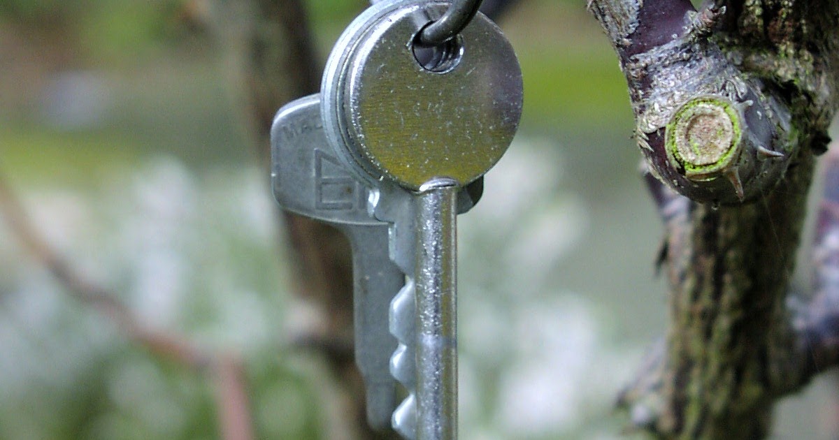 A bad witch's blog: The witch's niece and the magical key tree