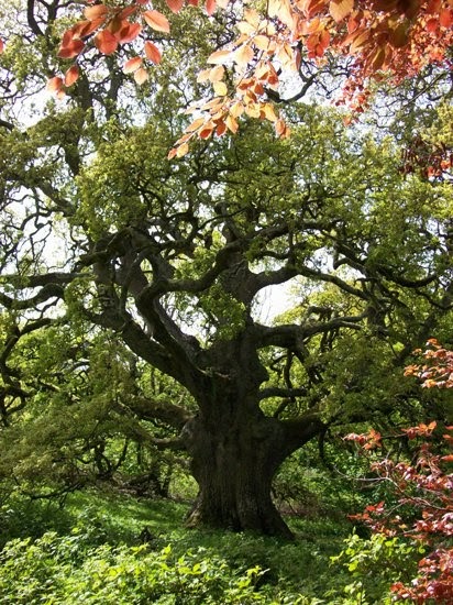 A bad witch's blog: Pagan Eye: The Druid Oak