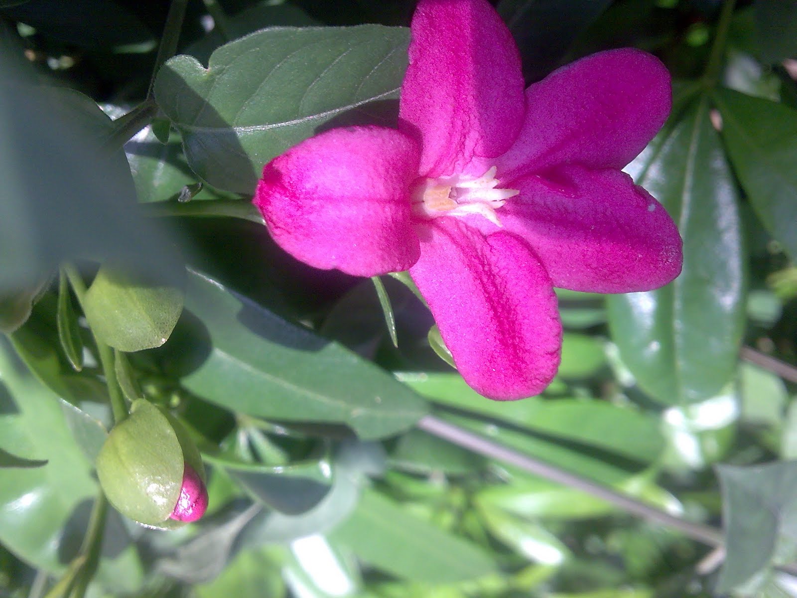 Flora & its Botanical Name: Lemonia - Ravenia spectabilis