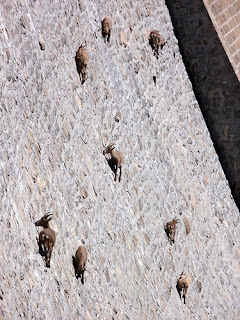 Goats on a Wall: goats walk wall