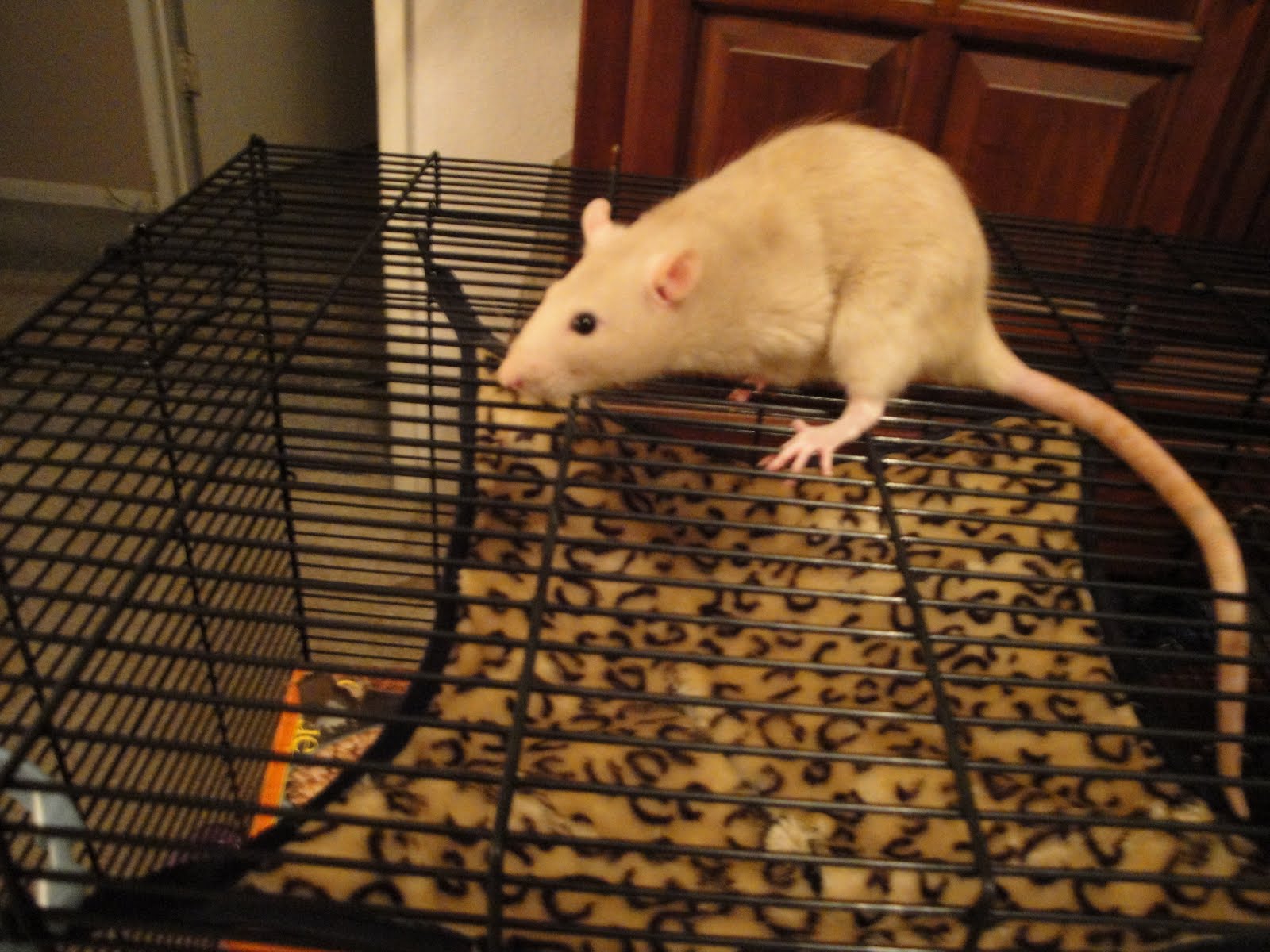 The Flower and Izzie Spot - All Things Rats!: Choking in Rats