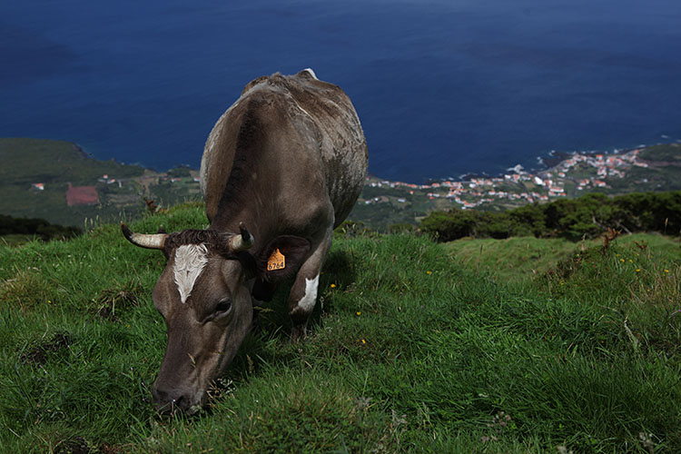 Mac-The-Cat Around The World: Azores v. 4.2