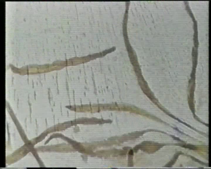 Contra el progreso: Mothlight (1963) Stan Brakhage