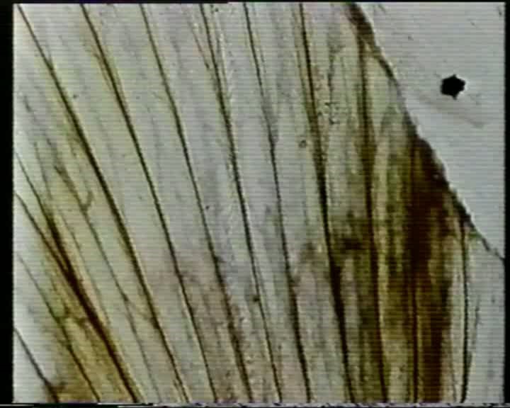 Contra el progreso: Mothlight (1963) Stan Brakhage