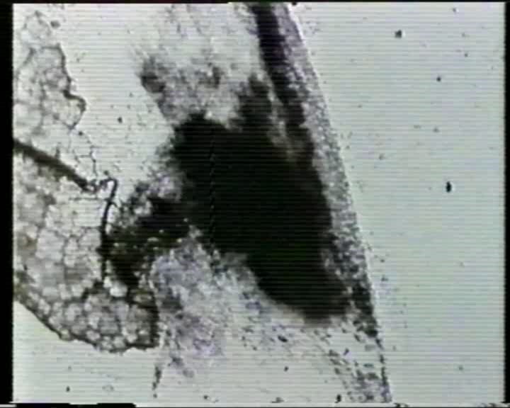 Contra el progreso: Mothlight (1963) Stan Brakhage