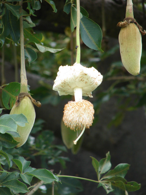 ONDJIRA SUL: Poesia de Namibiano Ferreira e Cultura Angolana.: 2009