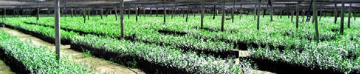 Aceite y Vinagre / Oil And Vinegar Blog: OLIBÓ: MÁS QUE UN "BUEN ACEITE"