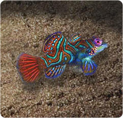 Beautiful Fish: Amazing Fishes