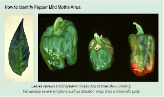 Pepper Mild Mottle Virus ~ TANAH KITA