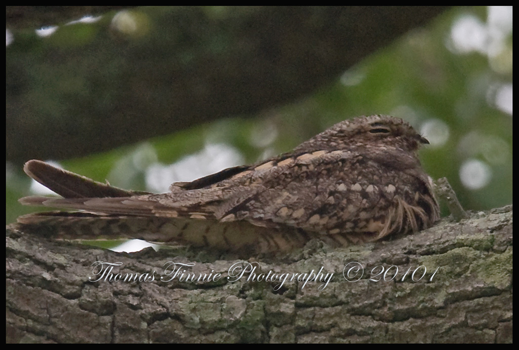 Thomas Finnie Photography: May 2010