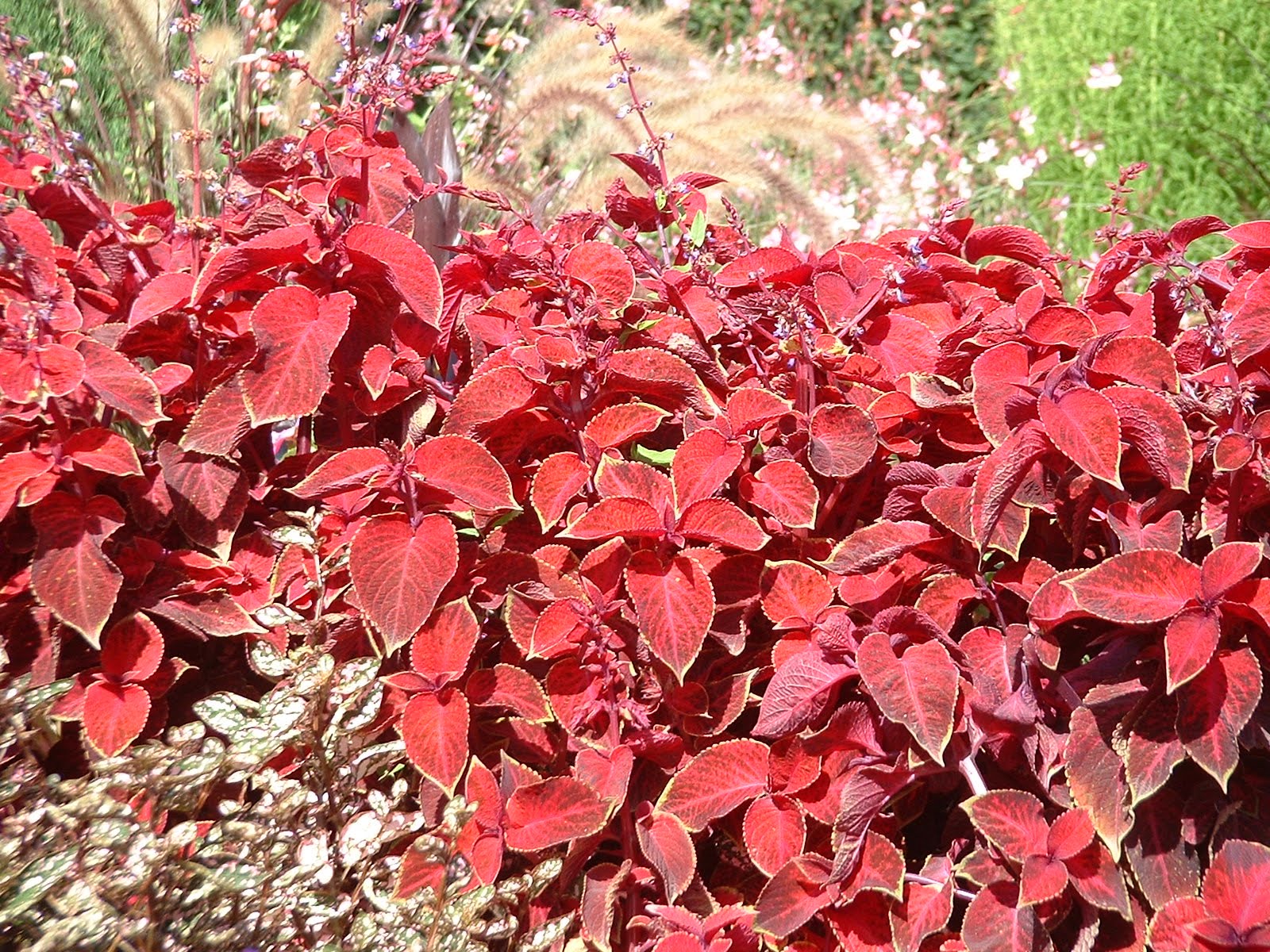 Promenades et divagations au parc de la tête d'or à Lyon: Un massif de ...