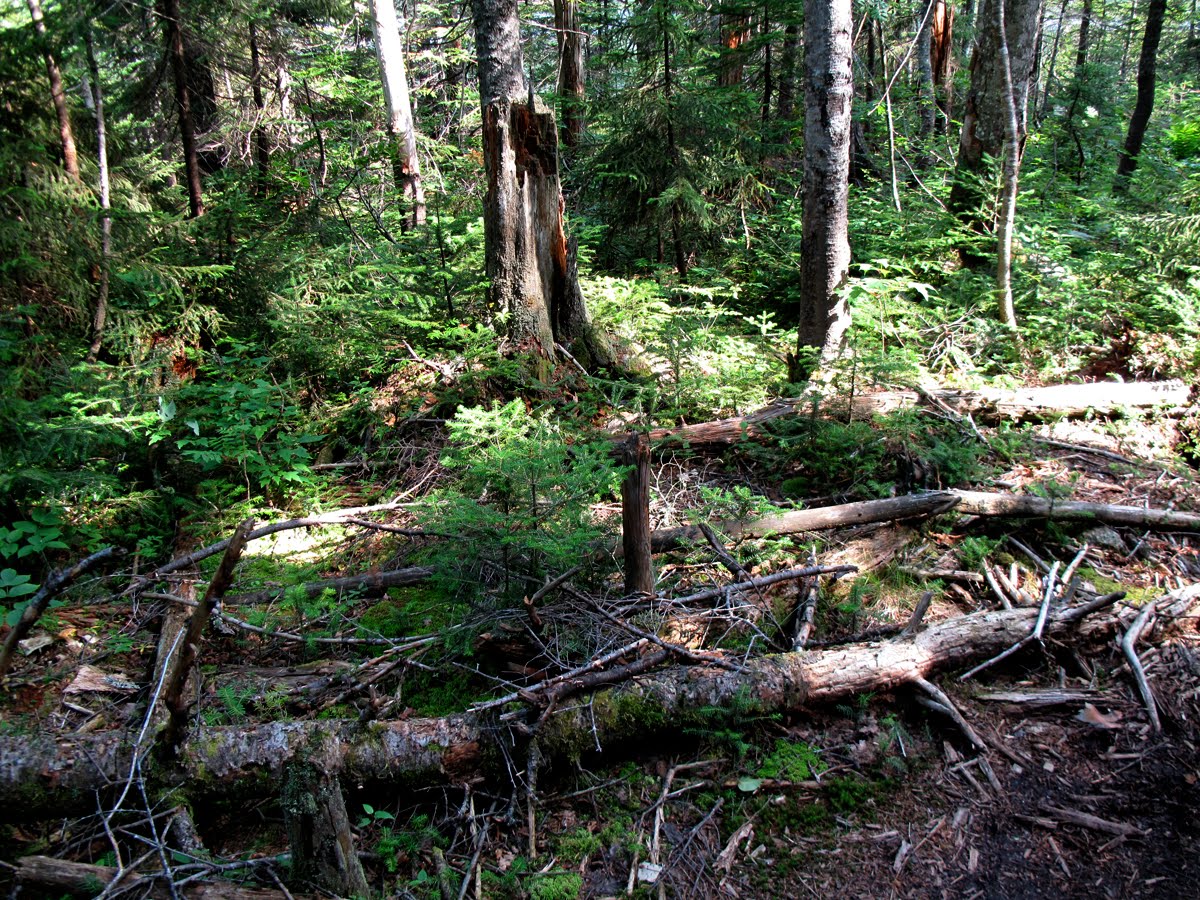 White Mountain Sojourn: 7-27, 28, 29-2010 Lonesome Lake