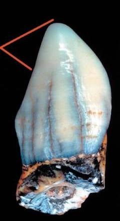 APE: What happened to Sahelanthropus tchadensis?