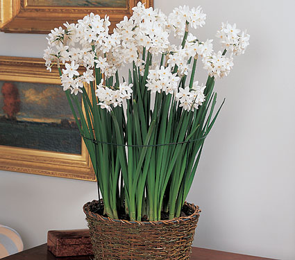 Strange's Garden Center: Care for Holiday Paperwhites