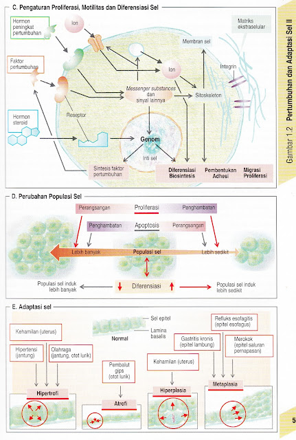 Jurnal Kedokteran: Pengaturan Proliferasi Sel, Motilitas dan ...