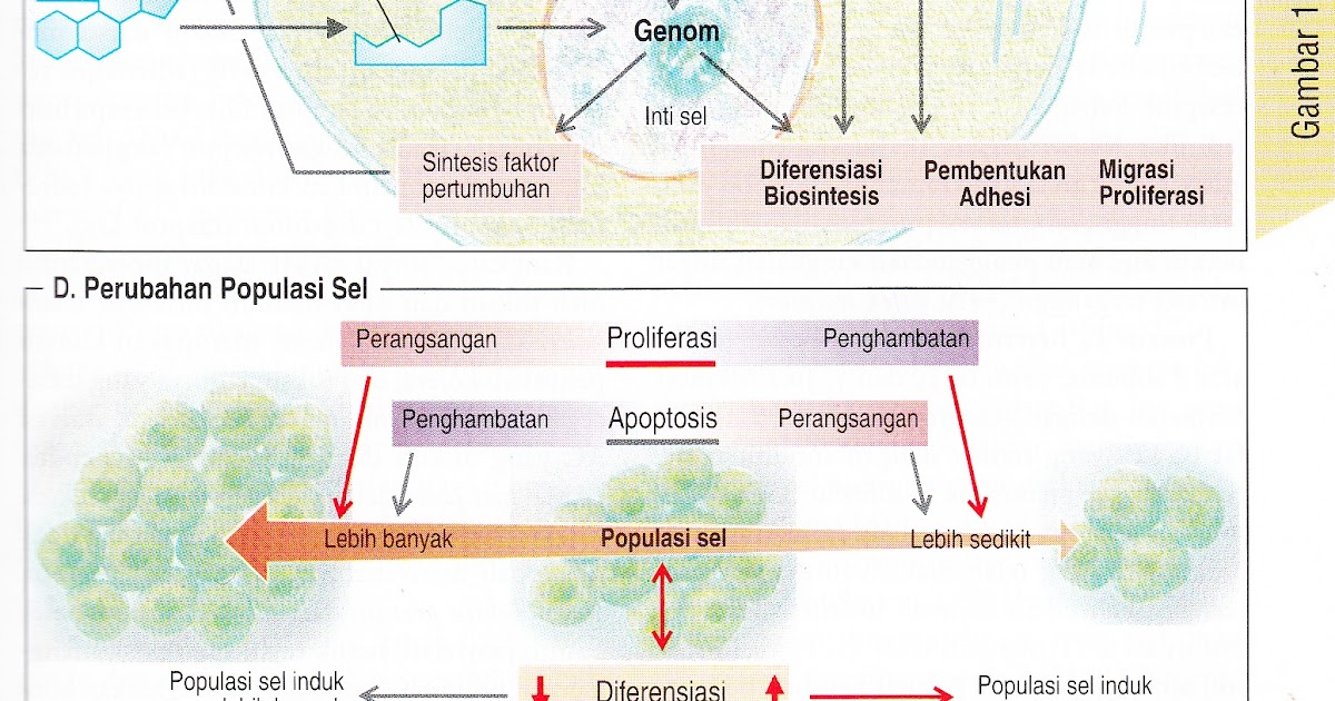 Jurnal Kedokteran: Pengaturan Proliferasi Sel, Motilitas dan ...