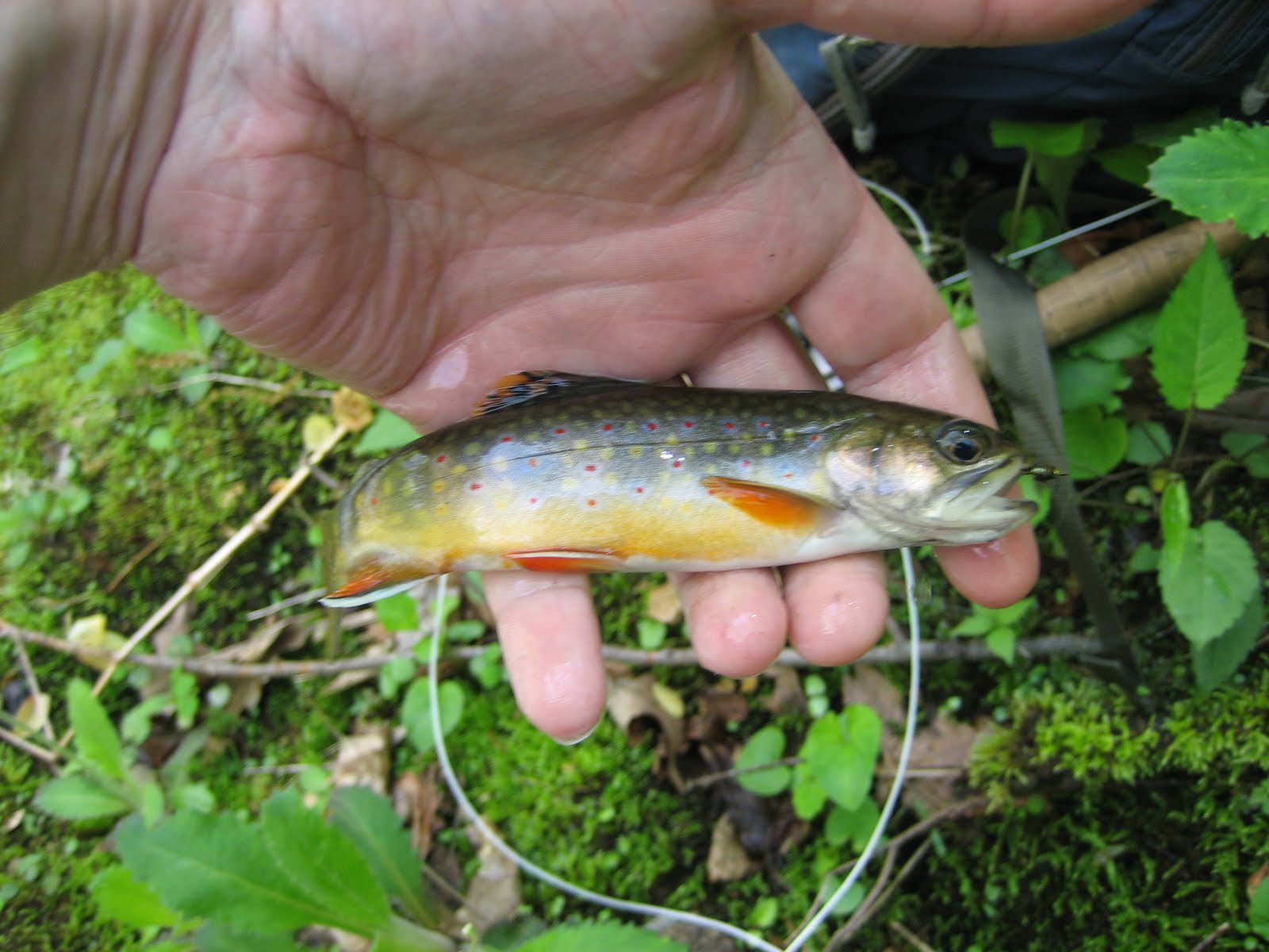 Fin 'n Feather: Fishing Report: Rapidan River, Shenandoah National Park, VA