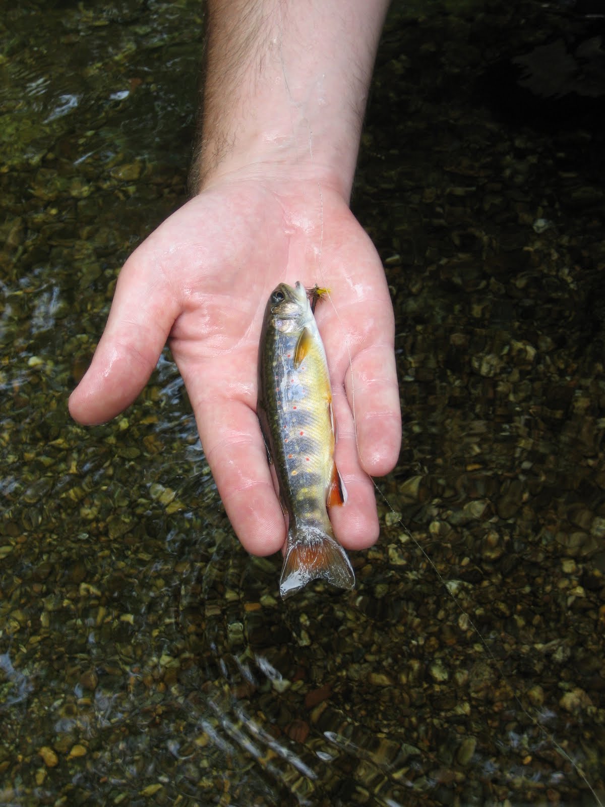Fin 'n Feather: Fishing Report: Rapidan River, Shenandoah National Park, VA