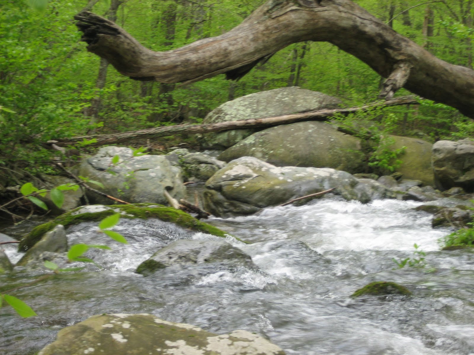 Fin 'n Feather: Fishing Report: Rapidan River, Shenandoah National Park, VA