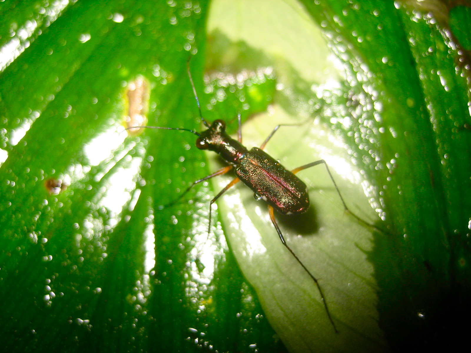 Insect Art: Beetles in Costa Rica