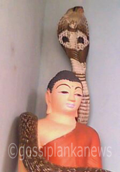 Always Fresh News: Muchalinda Snake in Galgamuwa